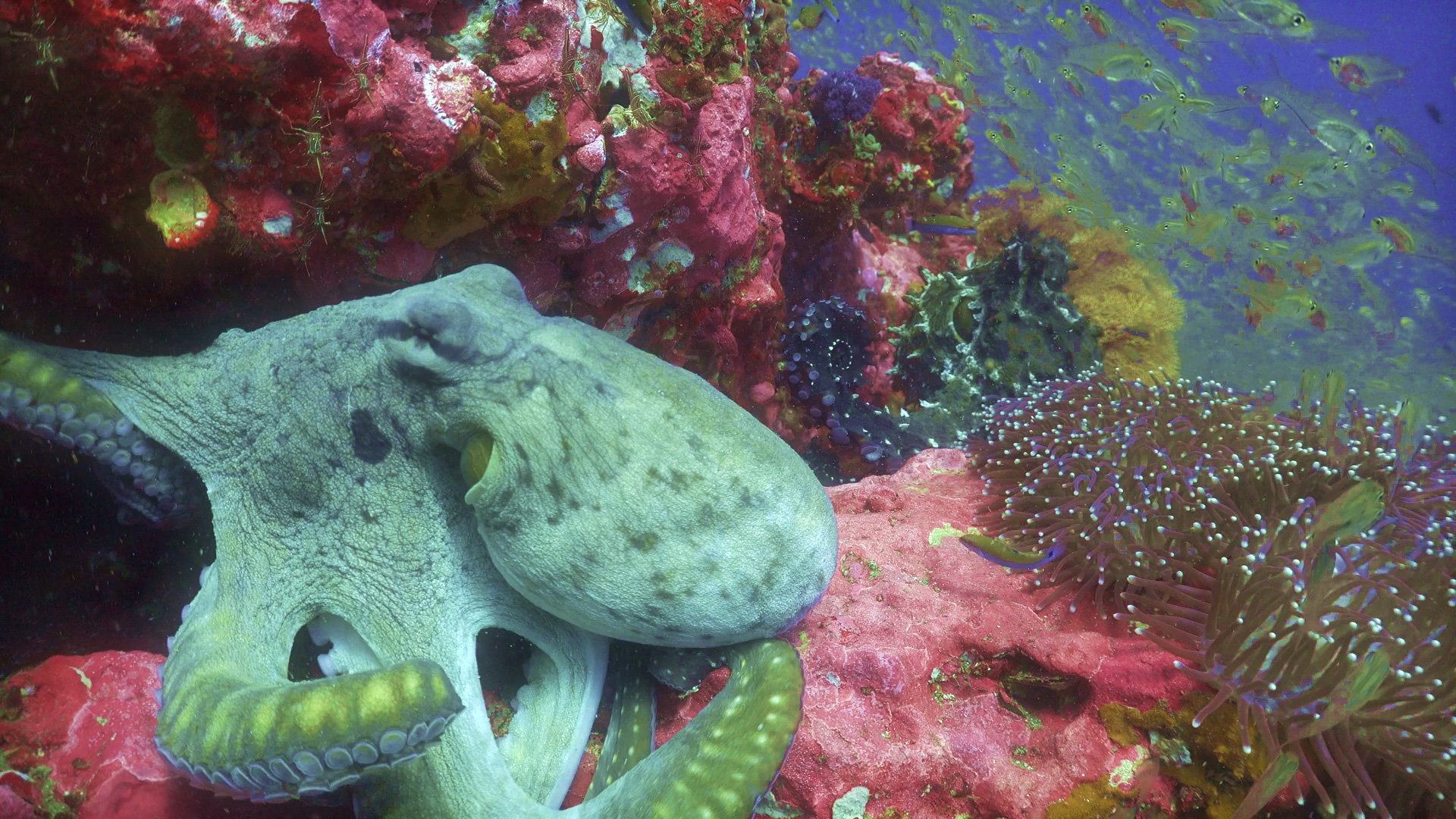 MONIRA AL QADIRI — Divine Memory